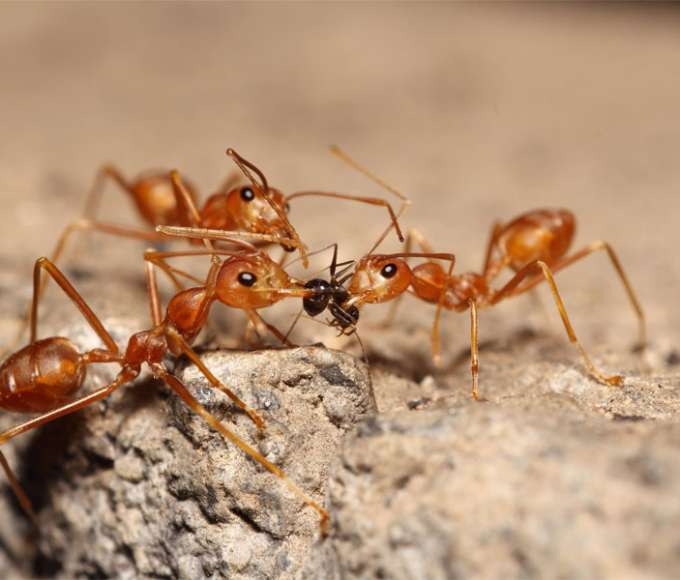 5 Ways to Organize a Messy Home - Inspire Buddy